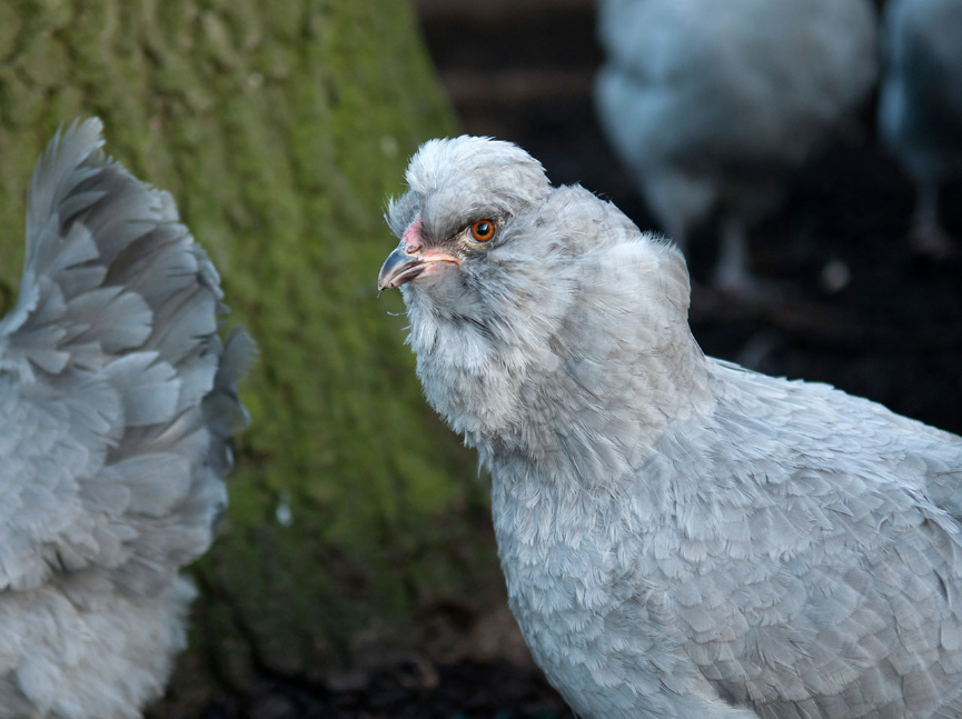 Lavender Araucana — Higher Oak Farm