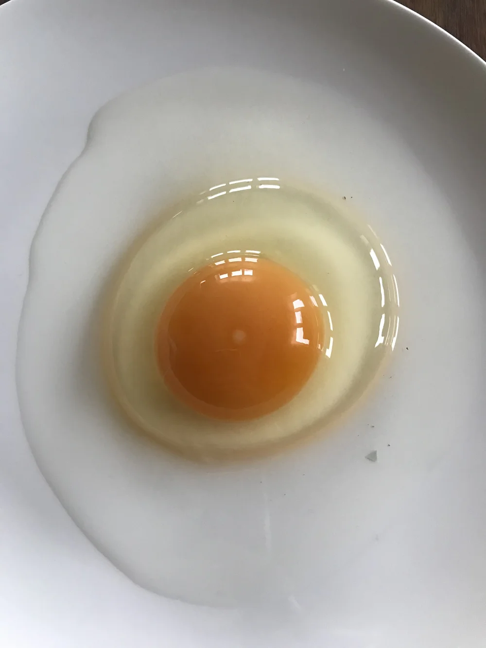 How to check if a chicken egg is fertilised — Higher Oak Farm