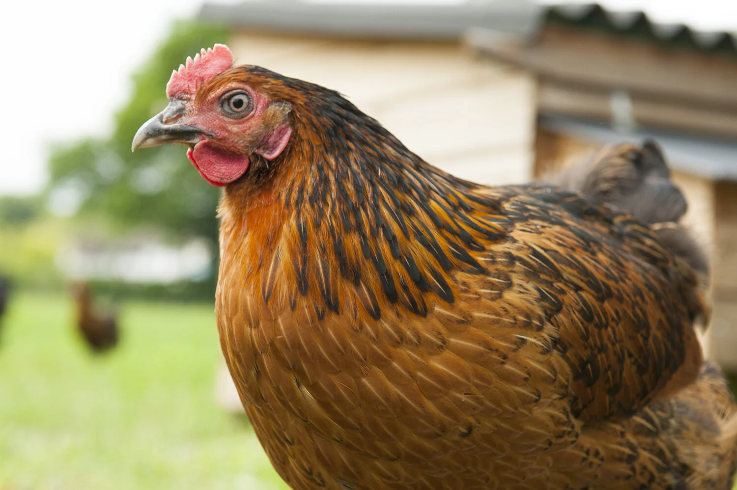 Muirfield Black Rock — Higher Oak Farm