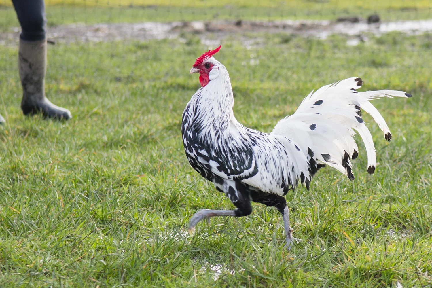 Rare Chicken Breeds
