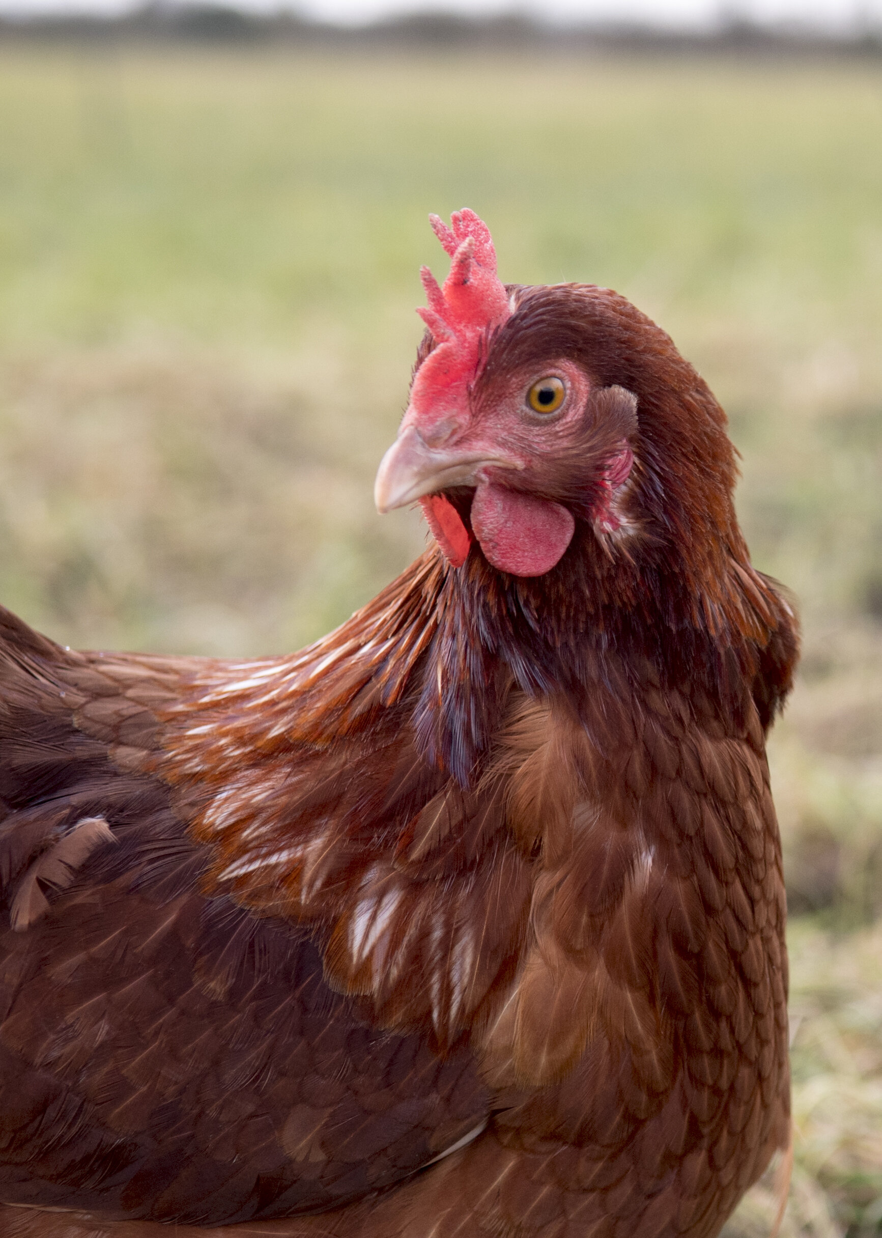 Lavender Araucana — Higher Oak Farm