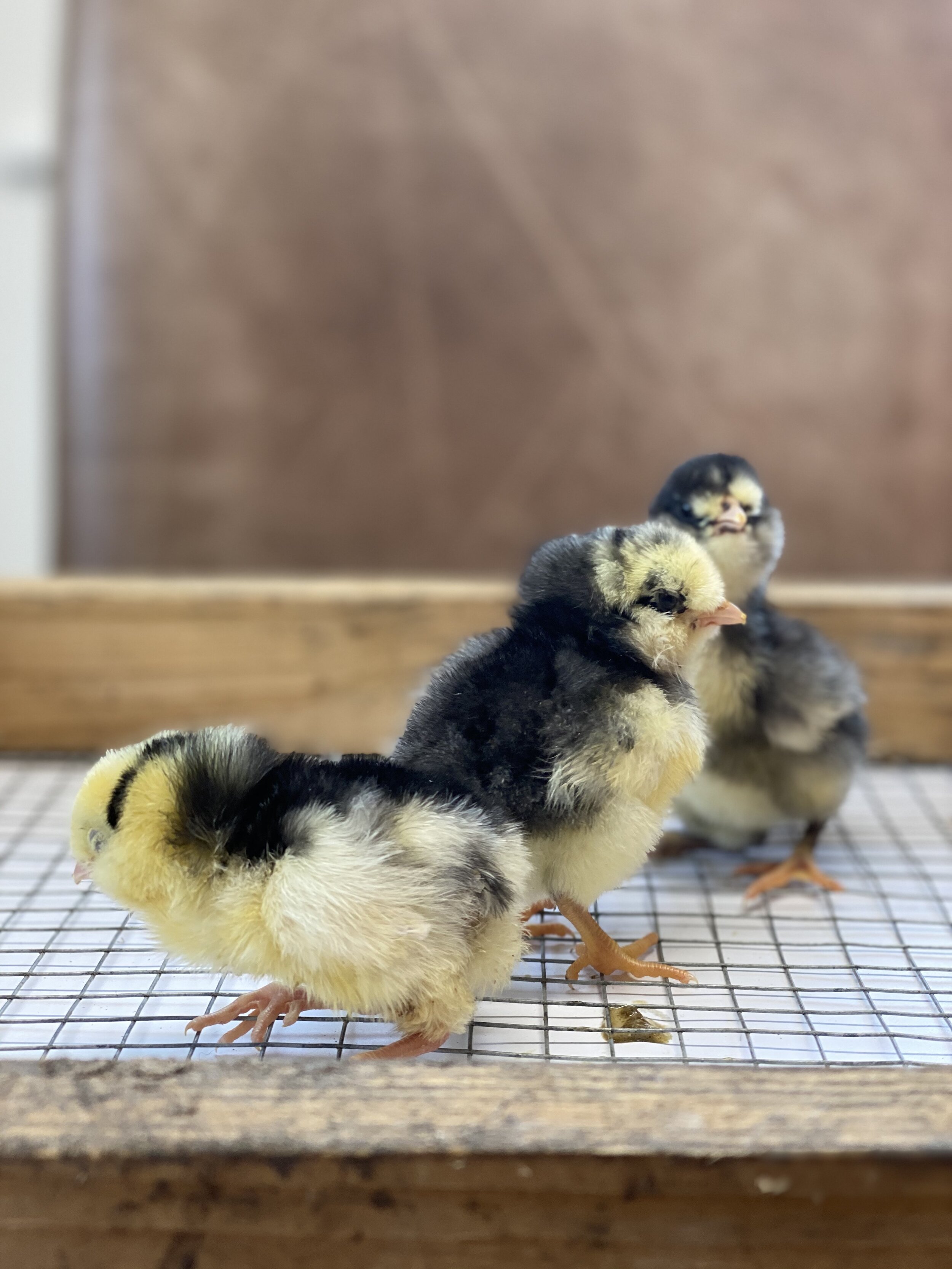 Black Araucana — Higher Oak Farm