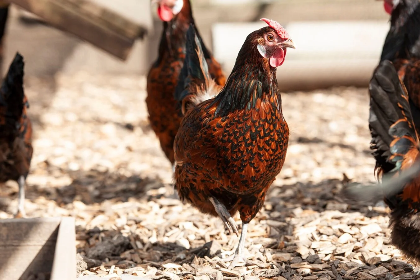 Our Rare Breeds — Higher Oak Farm