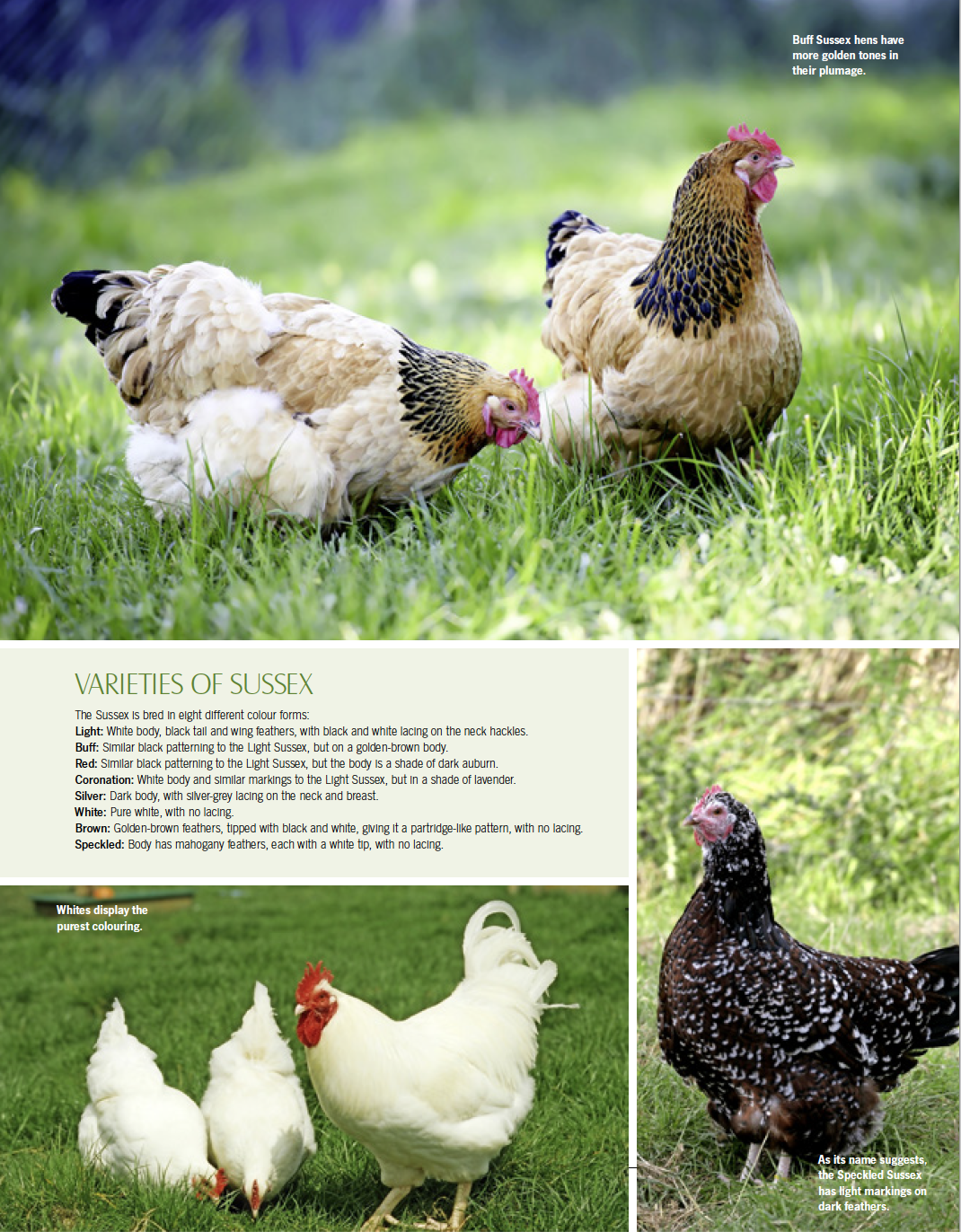 Light Sussex - 'A Breed With Character' — Higher Oak Farm
