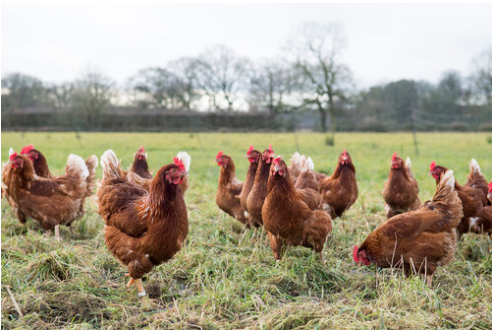The Truth About Free-Range Farming in the UK — Higher Oak Farm