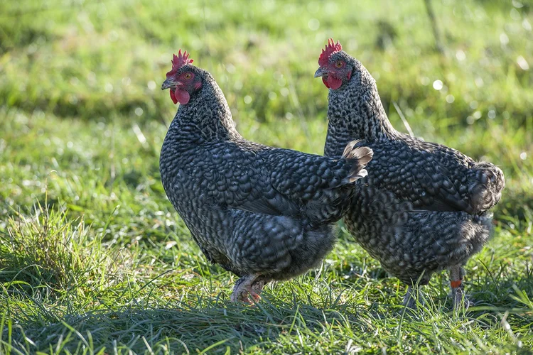 Exploring Elegance: The Fascinating French Silver Cuckoo Marans Chicken ...