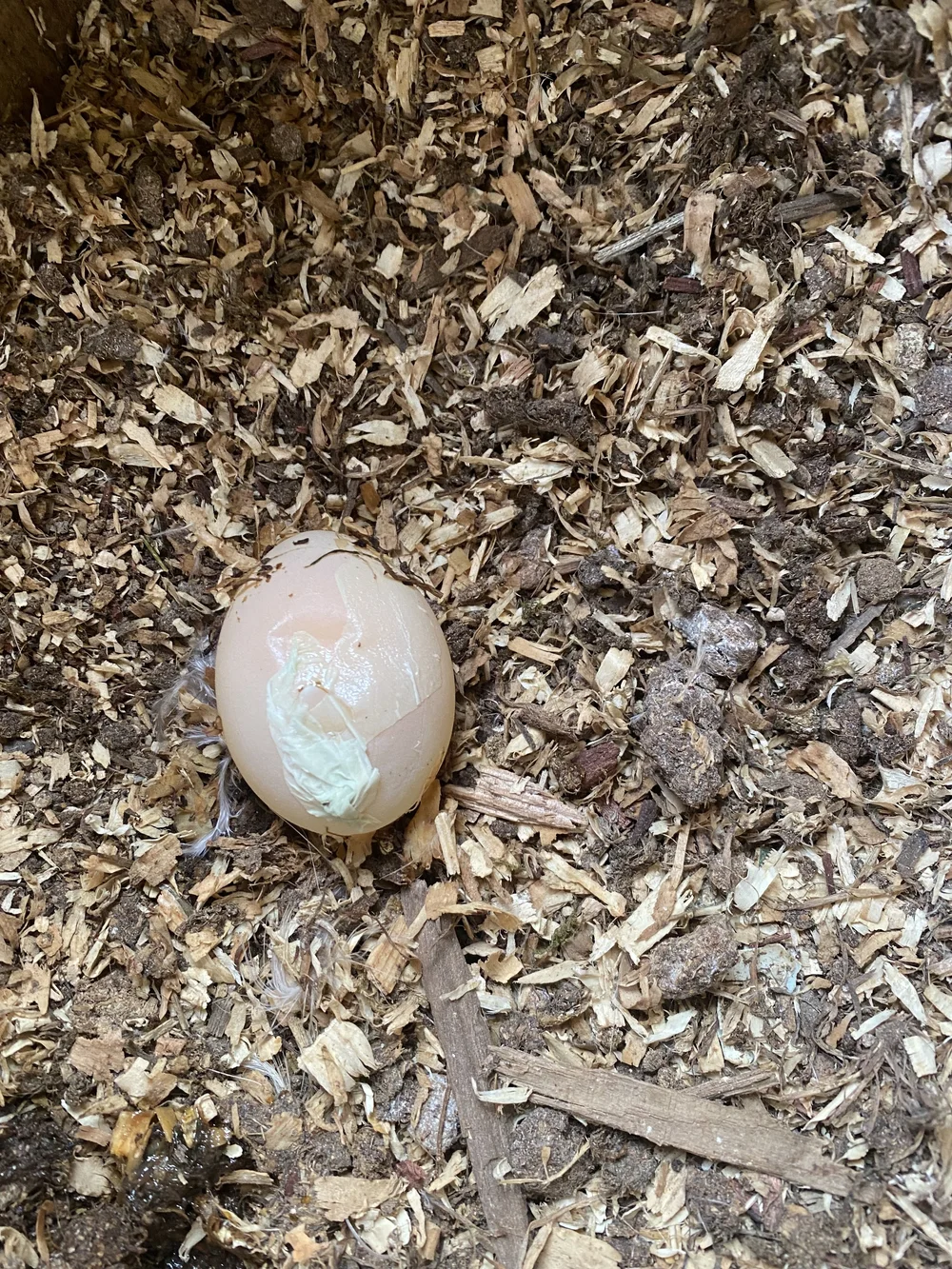 Soft-Shell Eggs — Higher Oak Farm