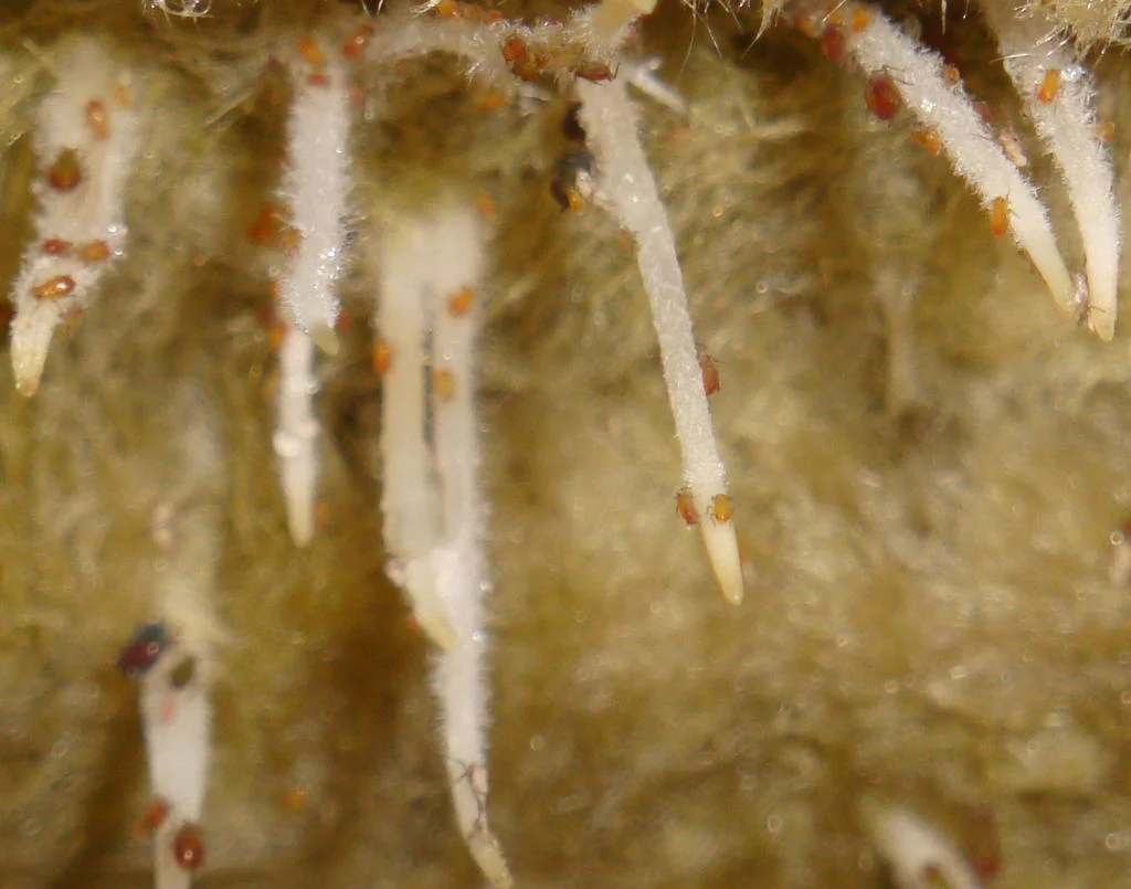 Root Aphids — Cannabis Horticultural Association