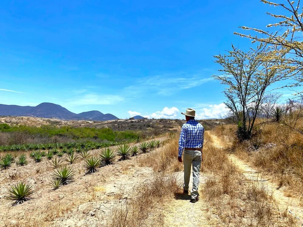 Inside the Magical World of Mezcal — Gastronomad