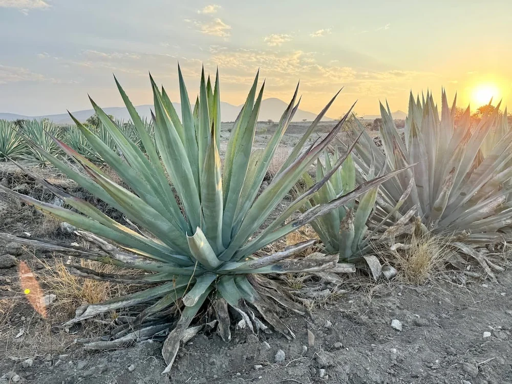 On the wonder and beauty of pulque, the Mexican drink that’s always ...