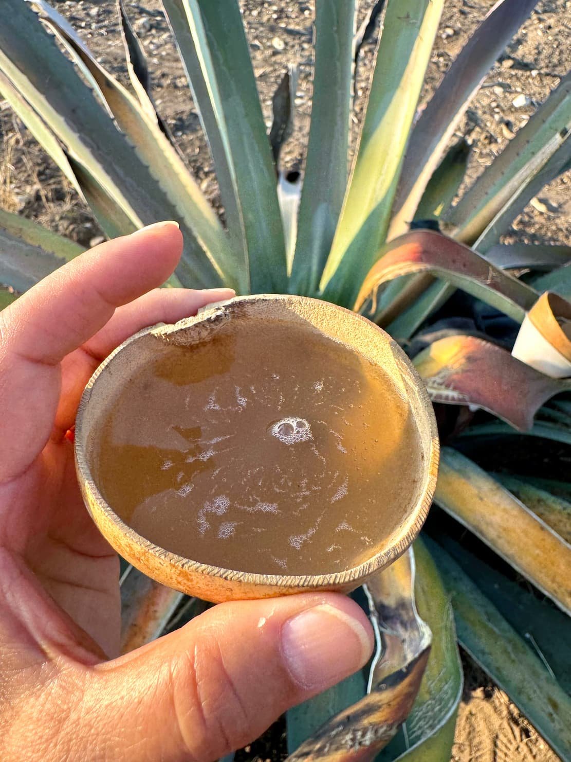 On the wonder and beauty of pulque, the Mexican drink that’s always ...