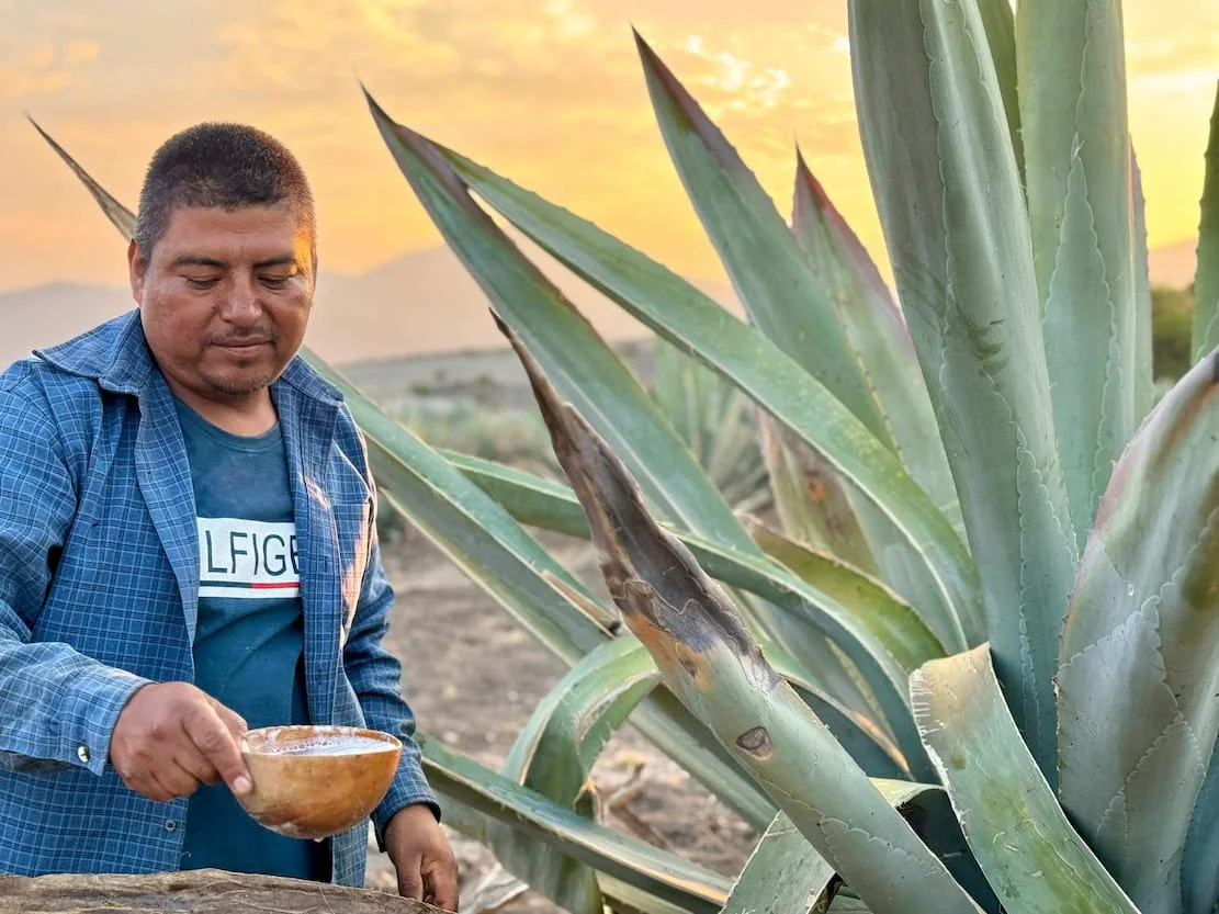 On the wonder and beauty of pulque, the Mexican drink that’s always ...
