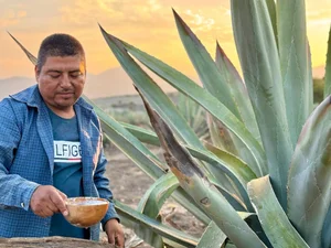 On the wonder and beauty of pulque, the Mexican drink that’s always ...