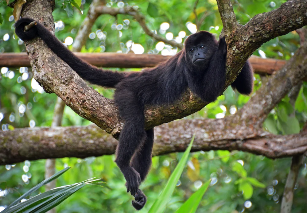 Our History — Monkey Bay Wildlife Sanctuary