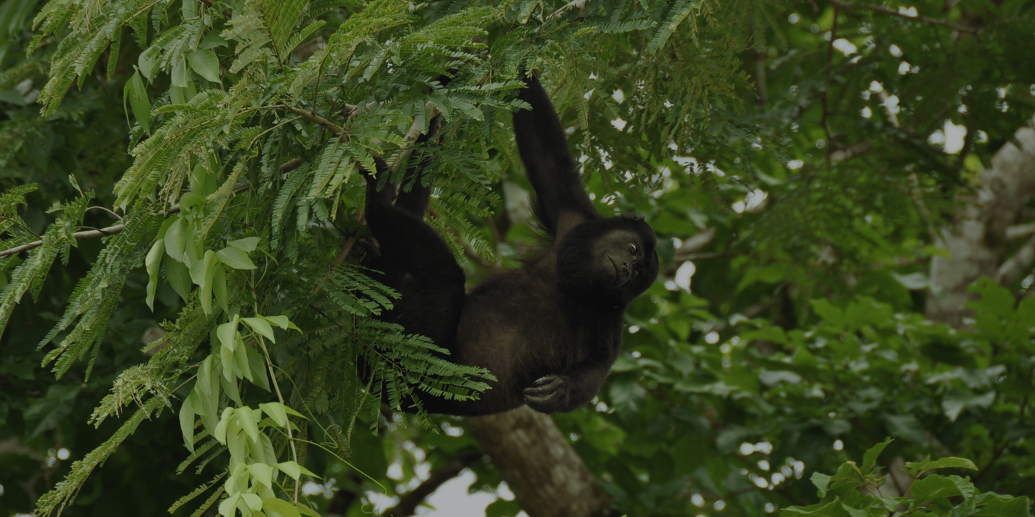 Monkey Bay Wildlife Sanctuary
