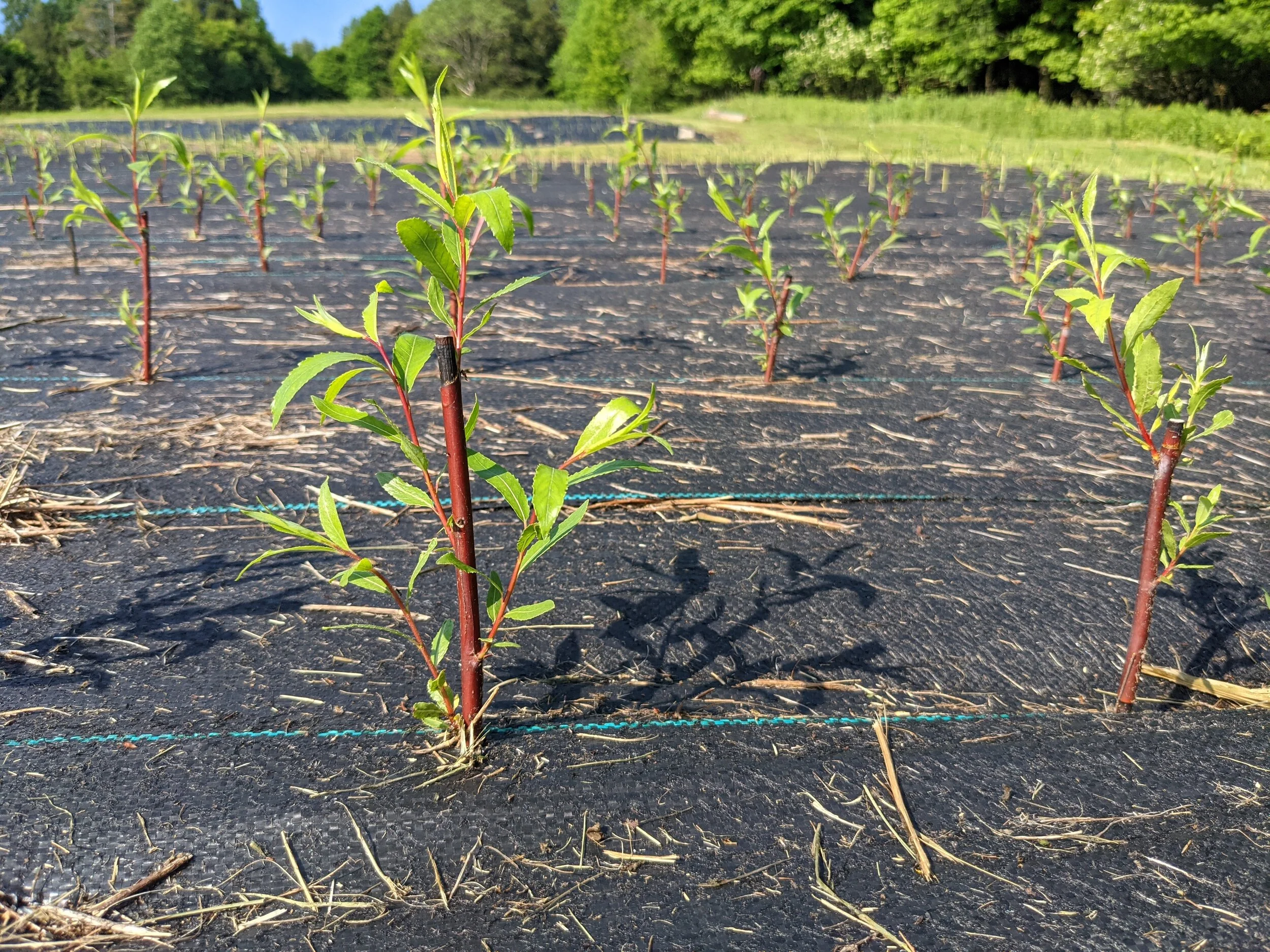 Planting Willow 2021 — Willowbrook Basket Farm