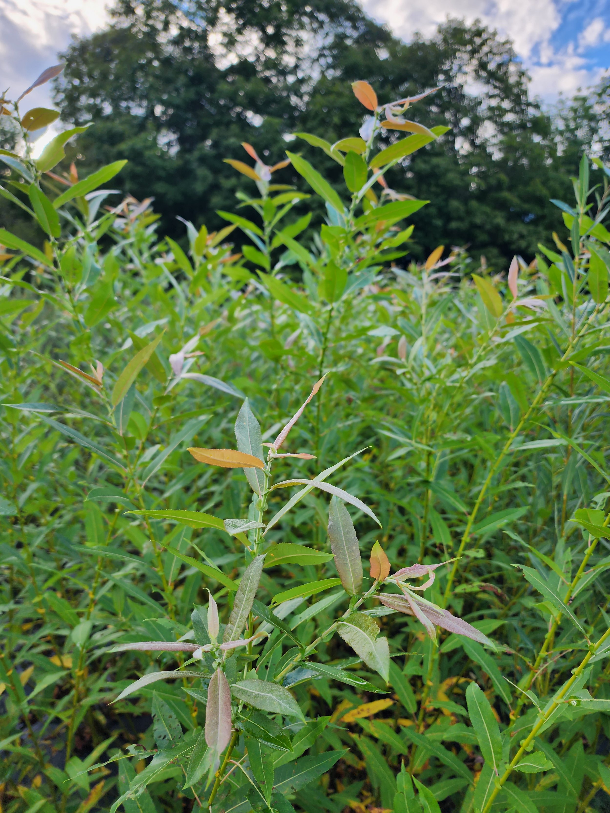 Live Willow Cuttings — Willowbrook Basket Farm