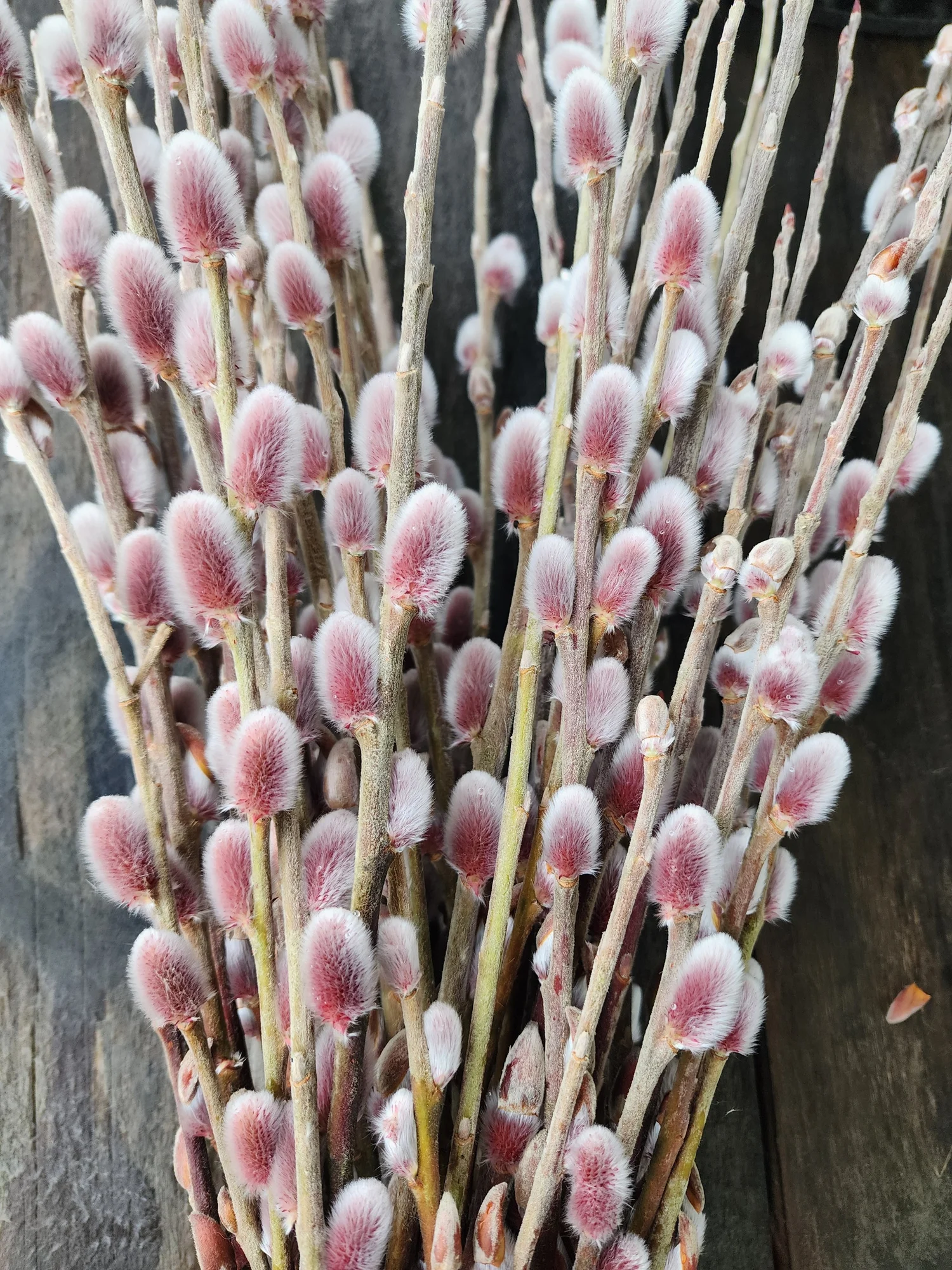 Live Willow Cuttings — Willowbrook Basket Farm