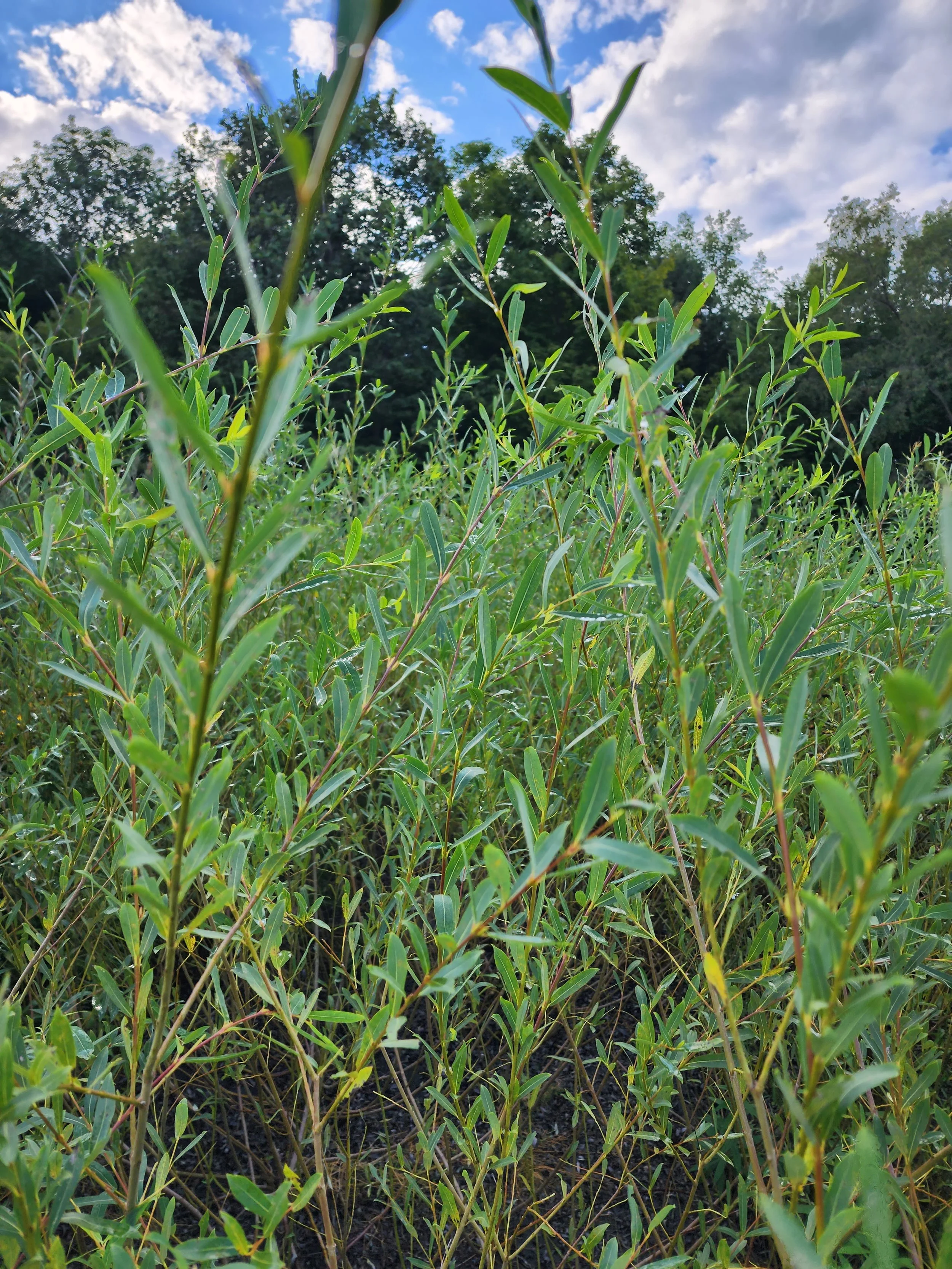 Live Willow Cuttings — Willowbrook Basket Farm