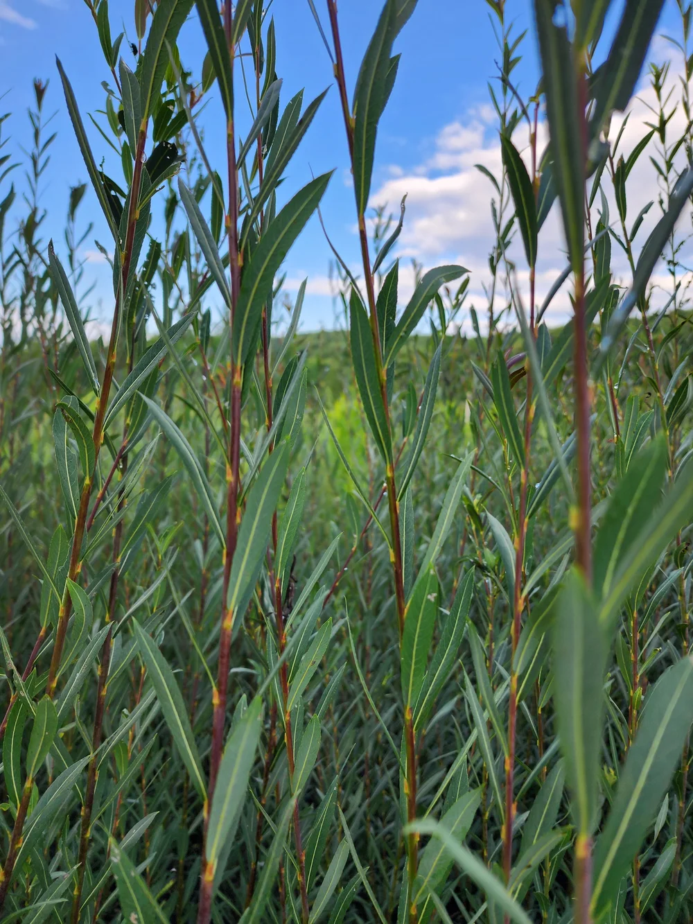 Live Willow Cuttings — Willowbrook Basket Farm