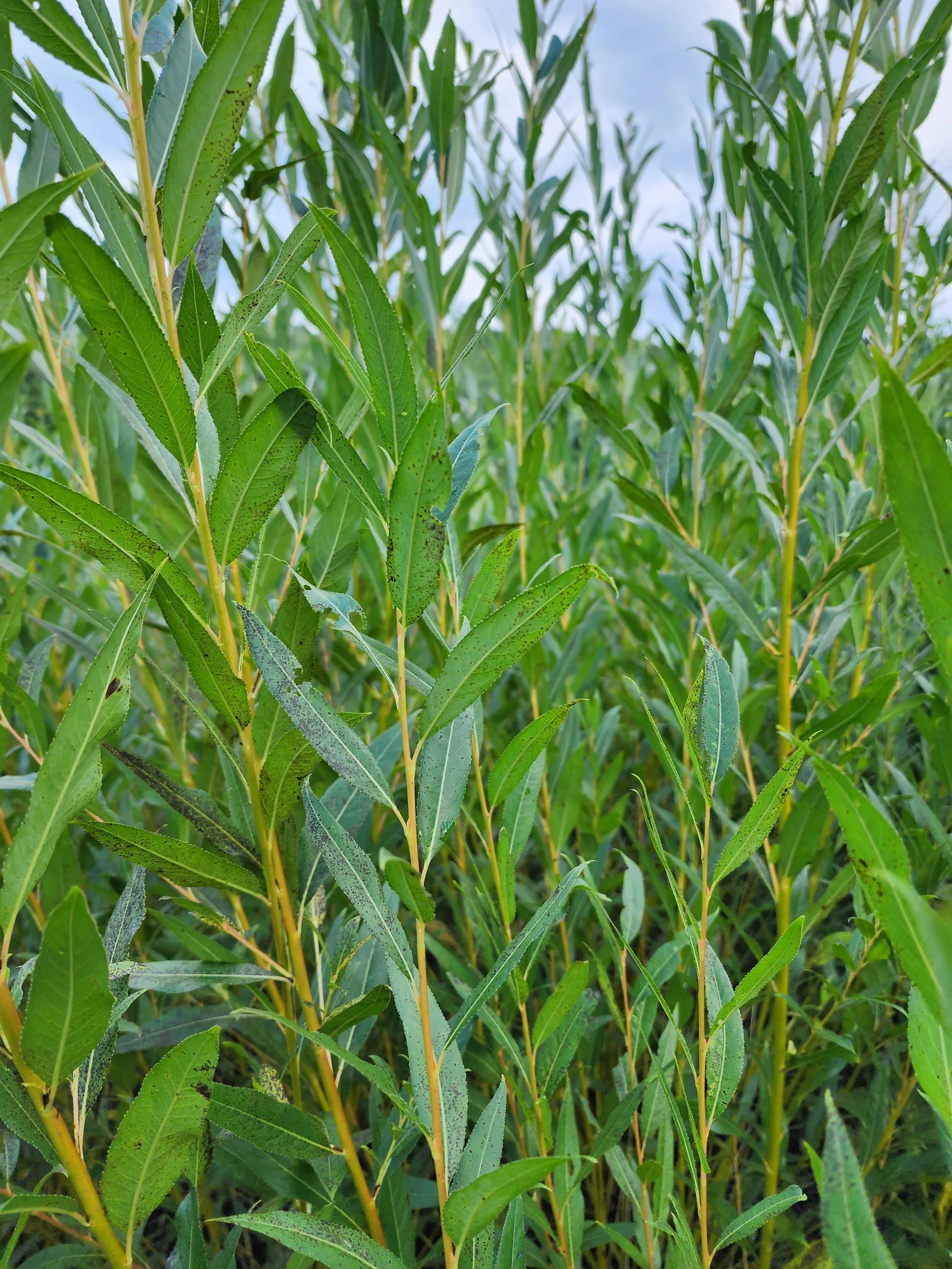 Live Willow Cuttings — Willowbrook Basket Farm