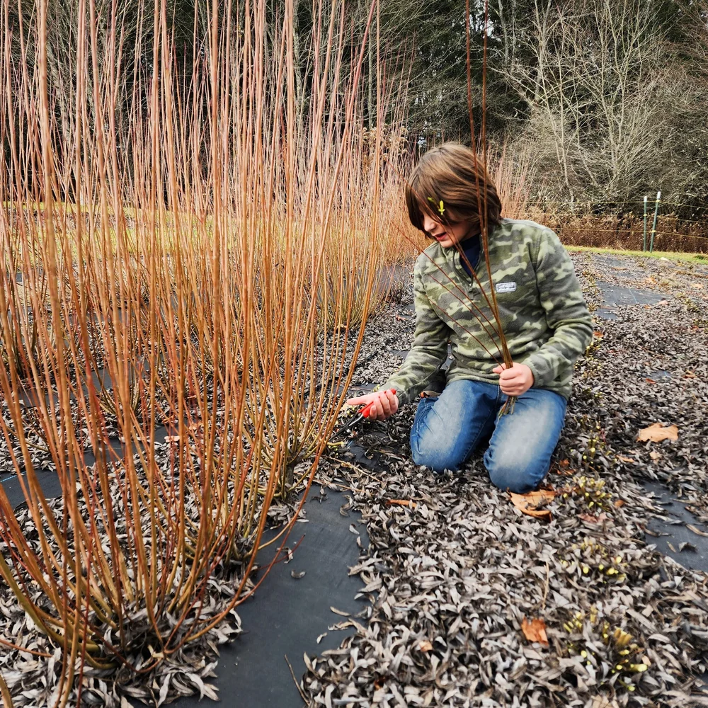 The Farm — Willowbrook Basket Farm