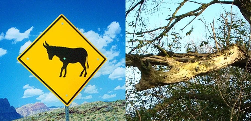 Events — Burro Branch Studios