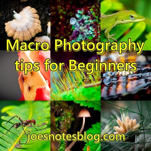 Macro Photography Tips for Beginners — Joe's Notes