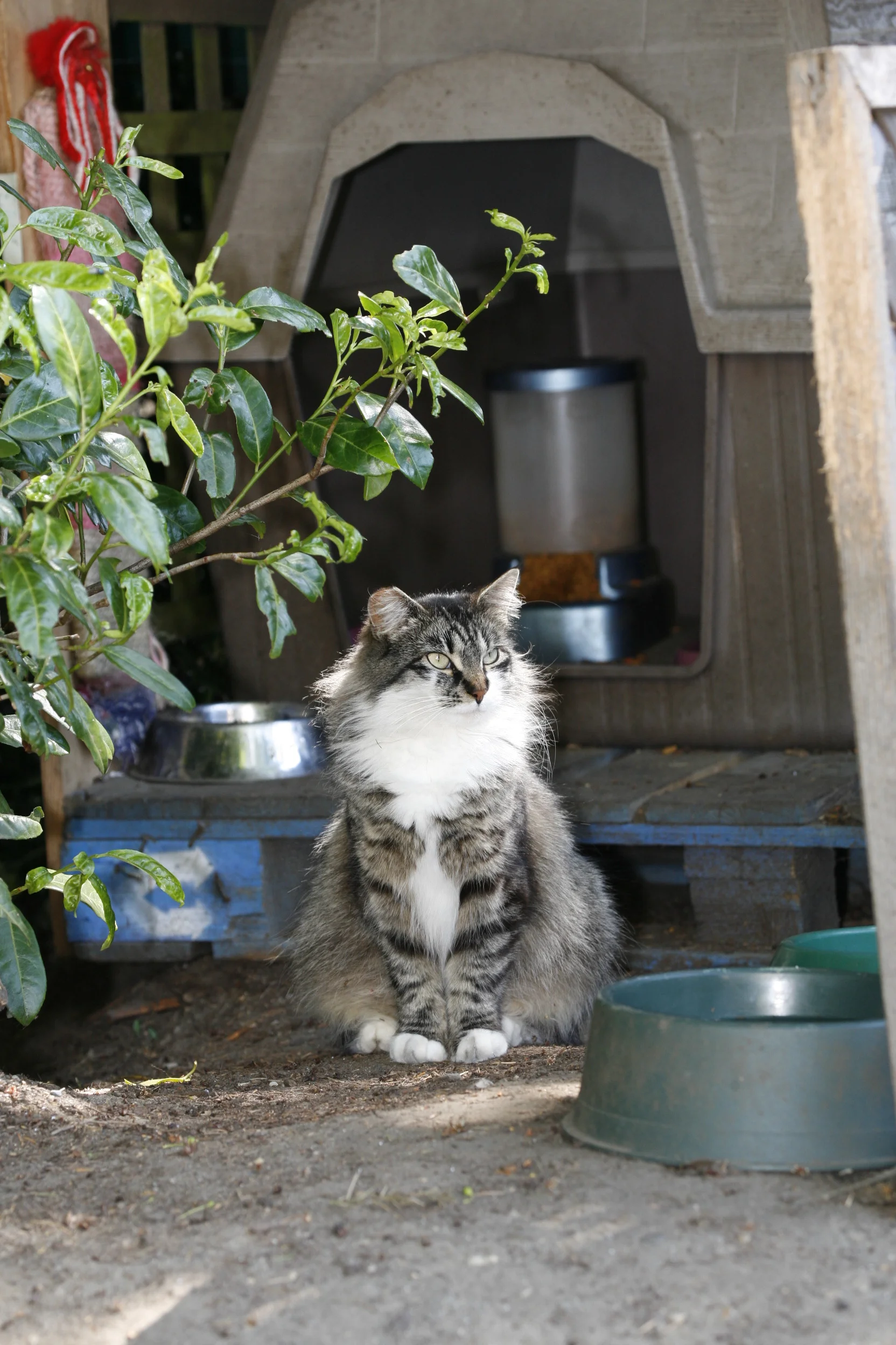 Feral Cat Spay/Neuter Project