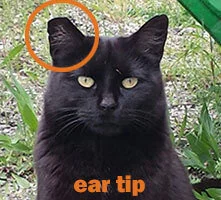 Ear Tipping — Feral Cat Spay/Neuter Project