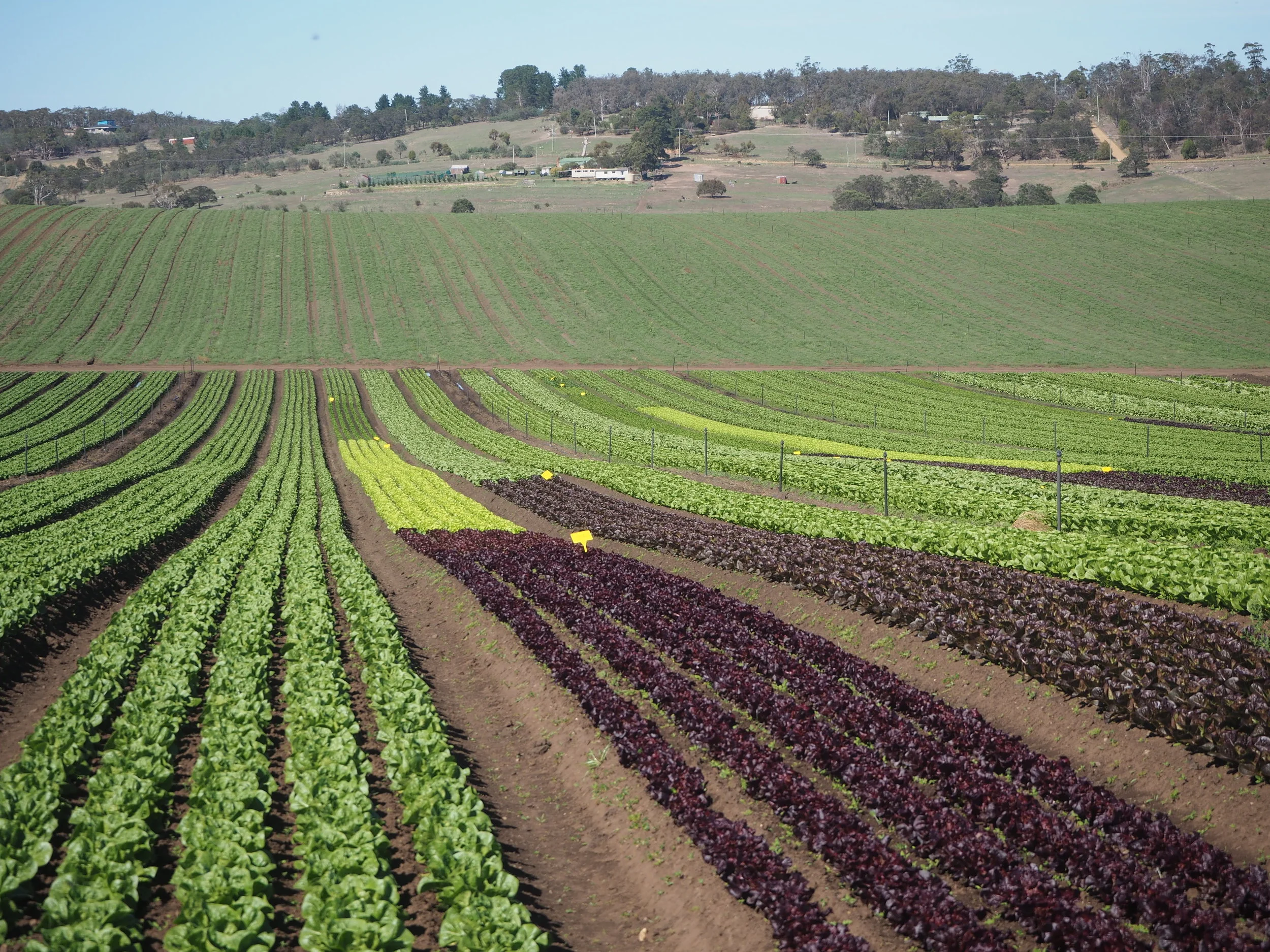 Home I Tas Farming Futures