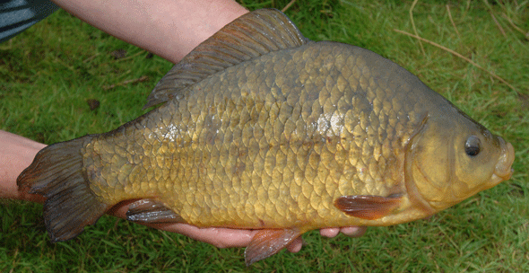 Crucian Carp
