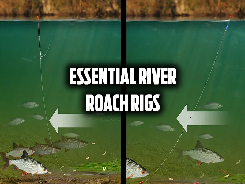 Guide to Roach Fishing — Angling Times