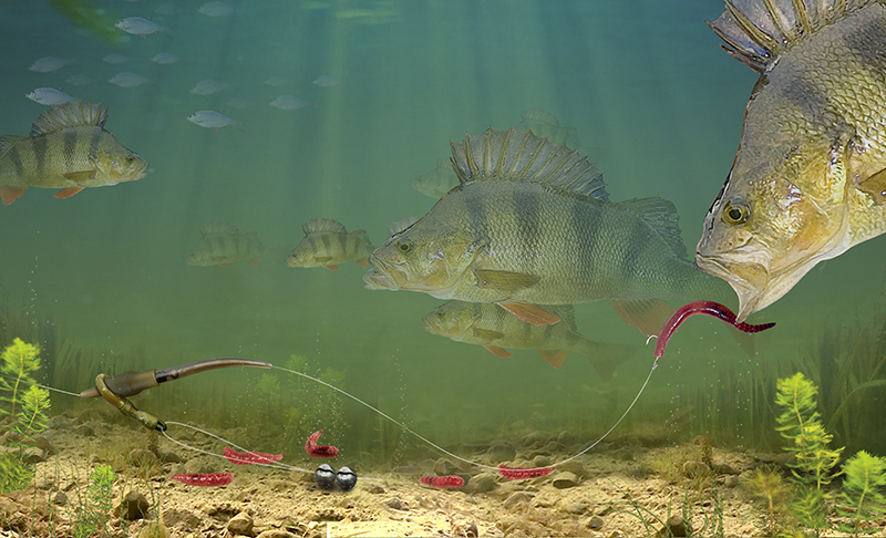 Fishing Rig Guide | River perch rig — Angling Times