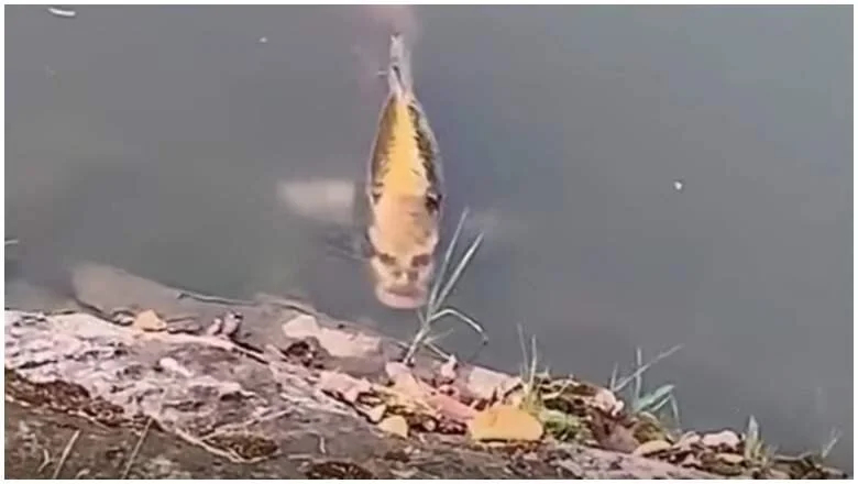 Have you seen this spooky ghost carp? — Angling Times