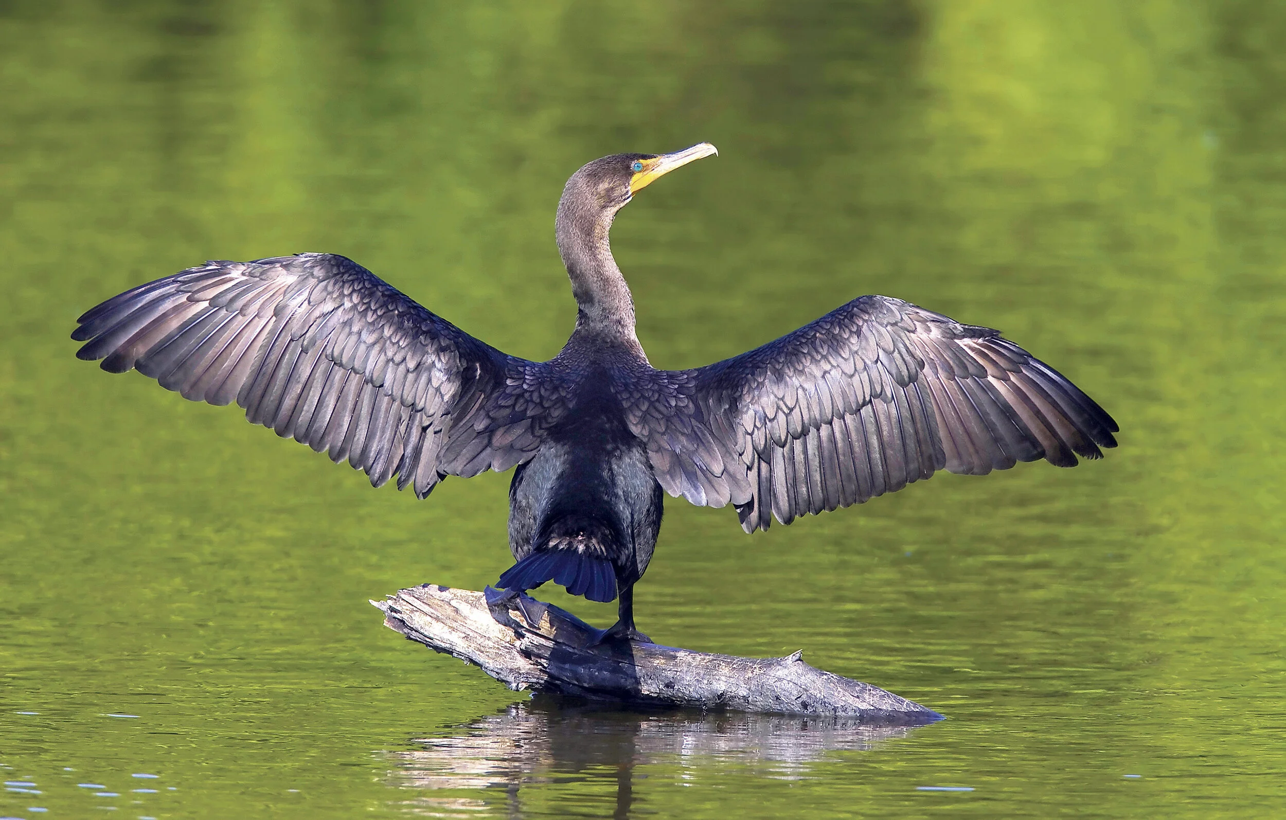 Have your say on cormorant control — Angling Times