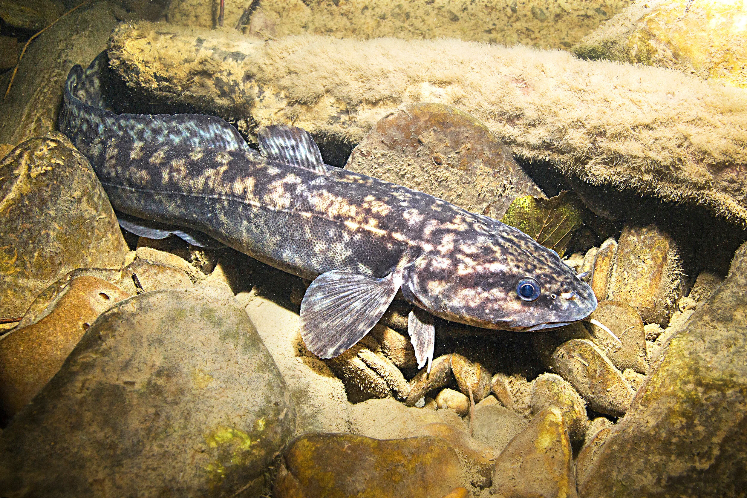 Plans to bring back the burbot...but should we? — Angling Times