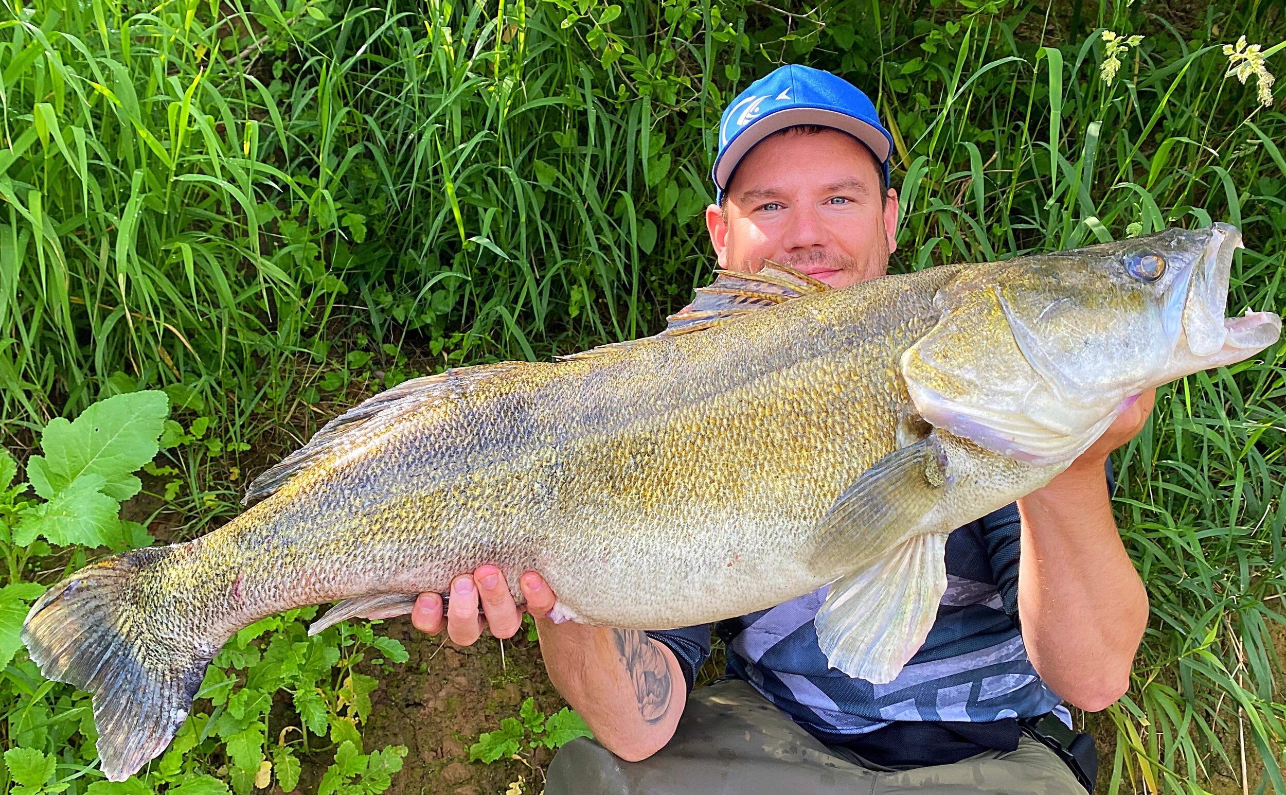 Monster zander falls ounces short of British record — Angling Times