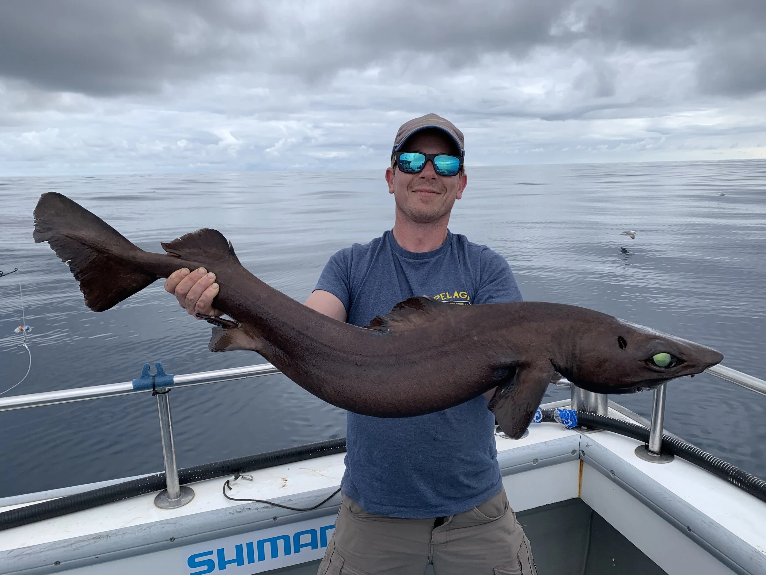 Leafscale Gulper Shark
