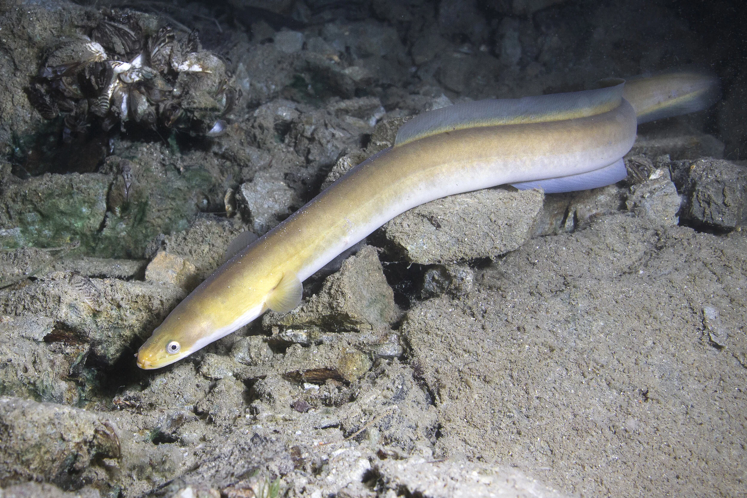 Are Big Eels Making A Comeback Angling Times Are Big Eels Making A Comeback Angling Times