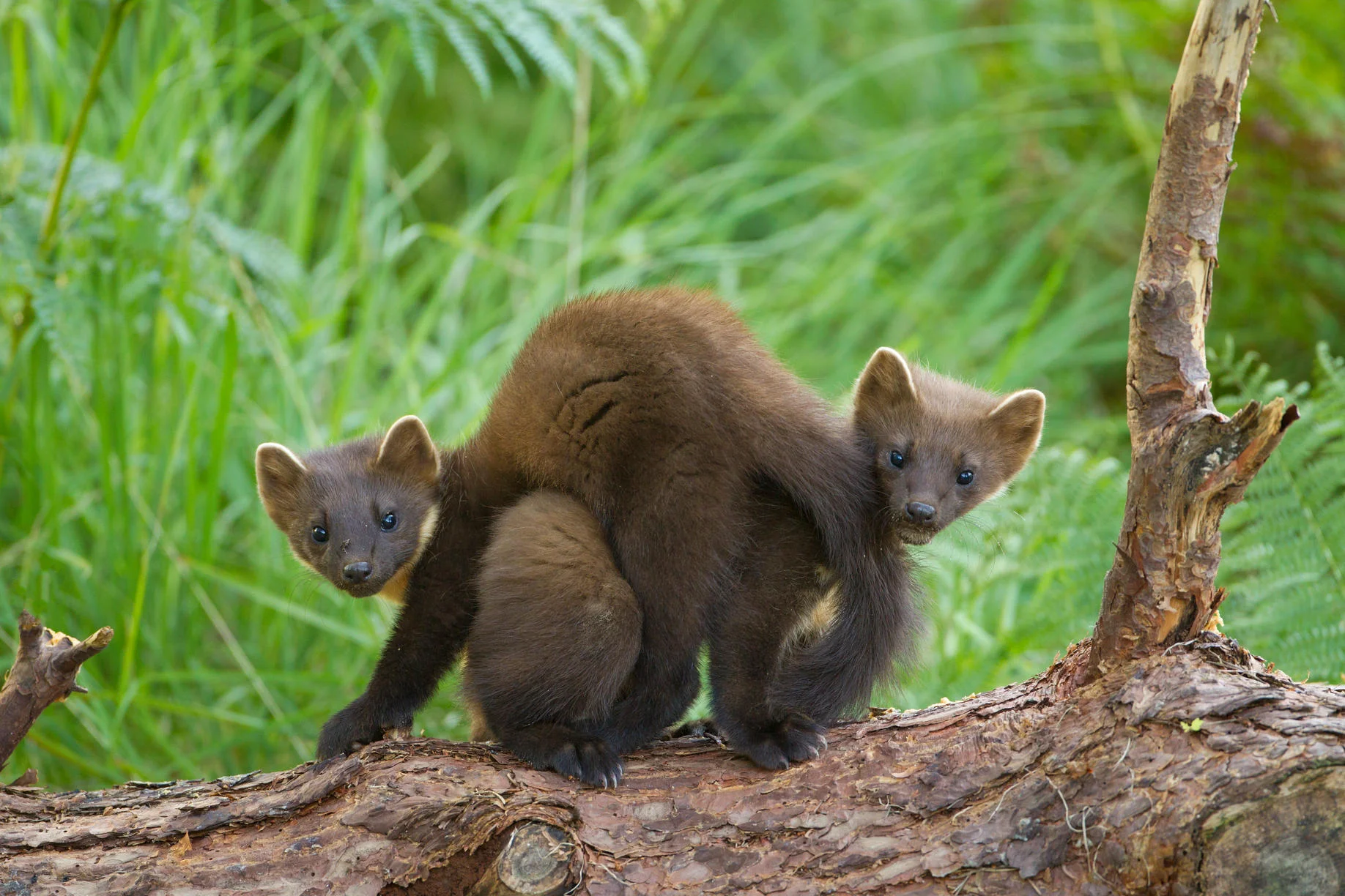 CUTE CRITTER: MEET THE PINE MARTEN — Live for the Outdoors