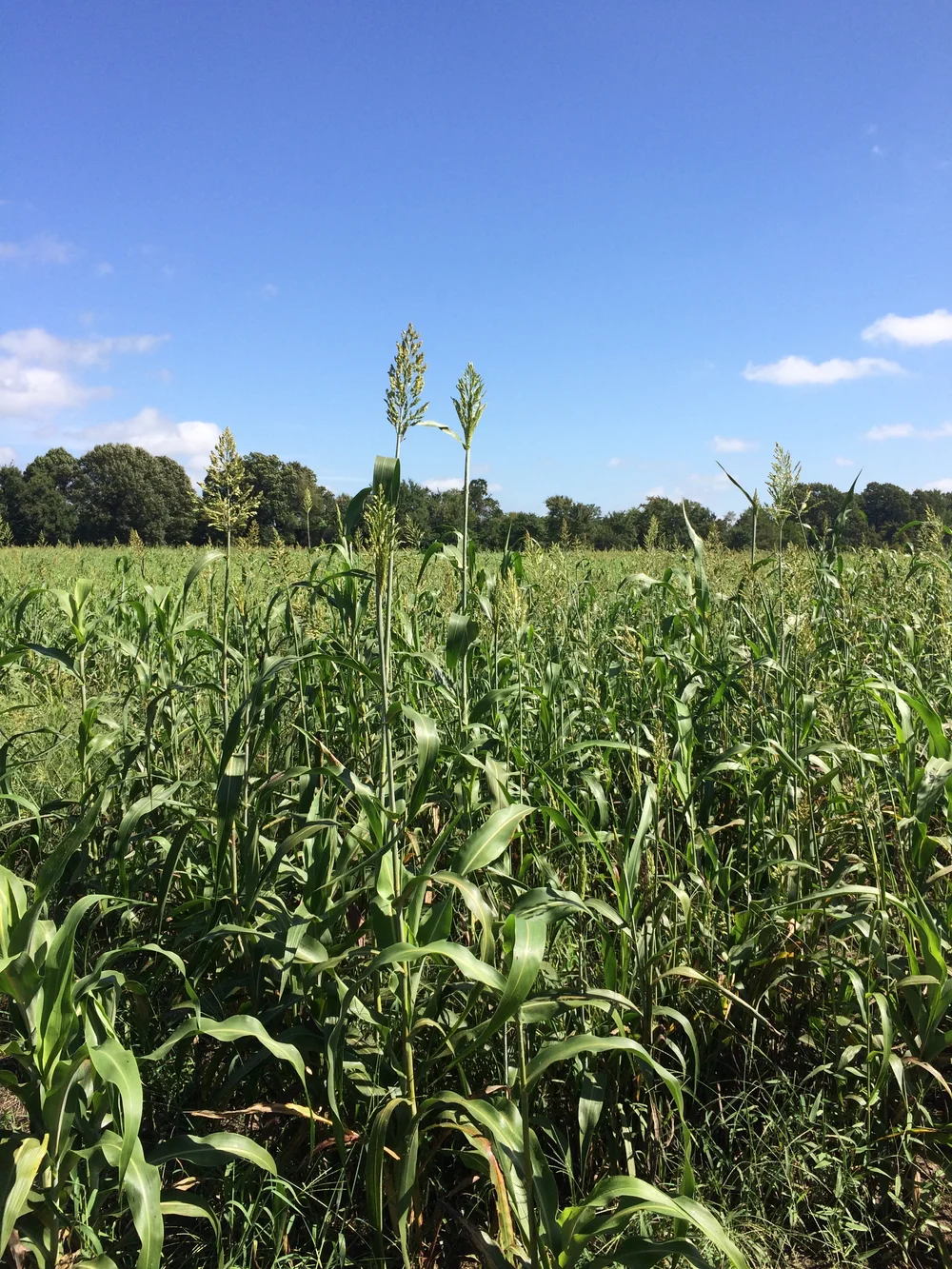 Projects — Lone Star Quail Forever