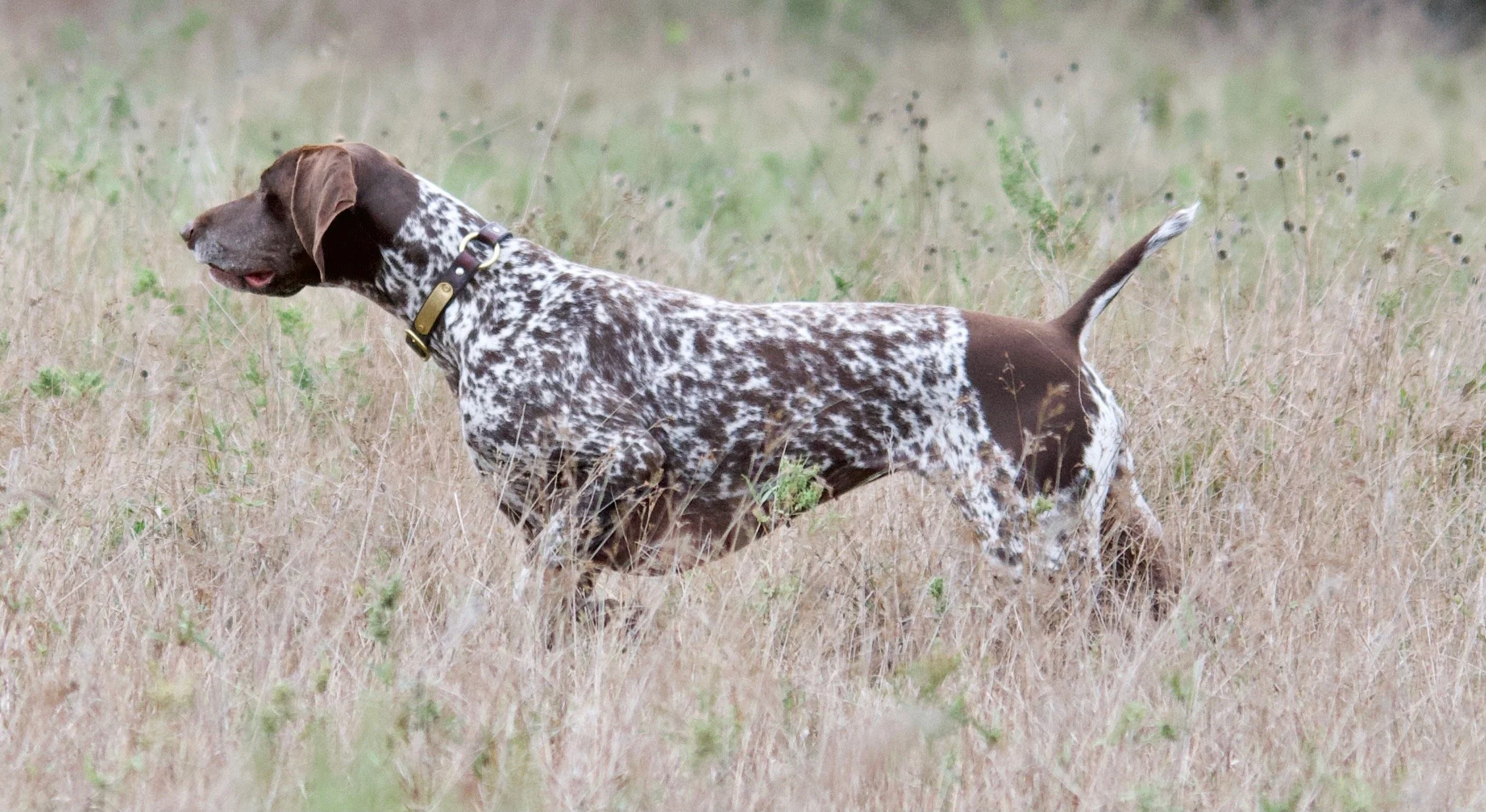 Chapter Events — Lone Star Quail Forever