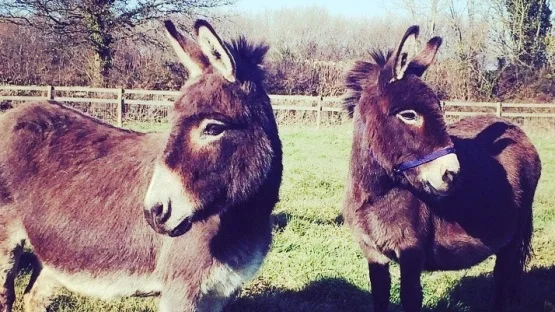 Secret Valley | Glamping Holidays In Somerset | Go Glamping In The ...