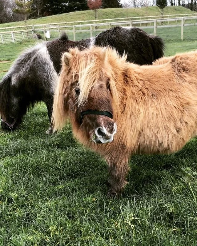 Secret Valley | Glamping Holidays In Somerset | Go Glamping In The ...