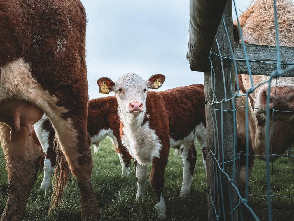 Secret Valley | Glamping Holidays In Somerset | Go Glamping In The ...