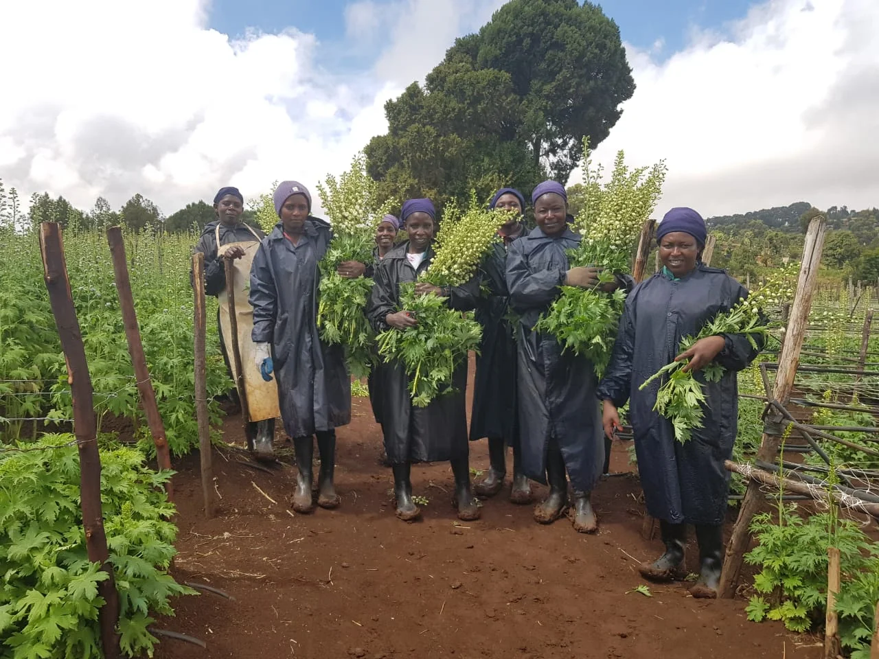 Floriculture — Kisima Farm Limited