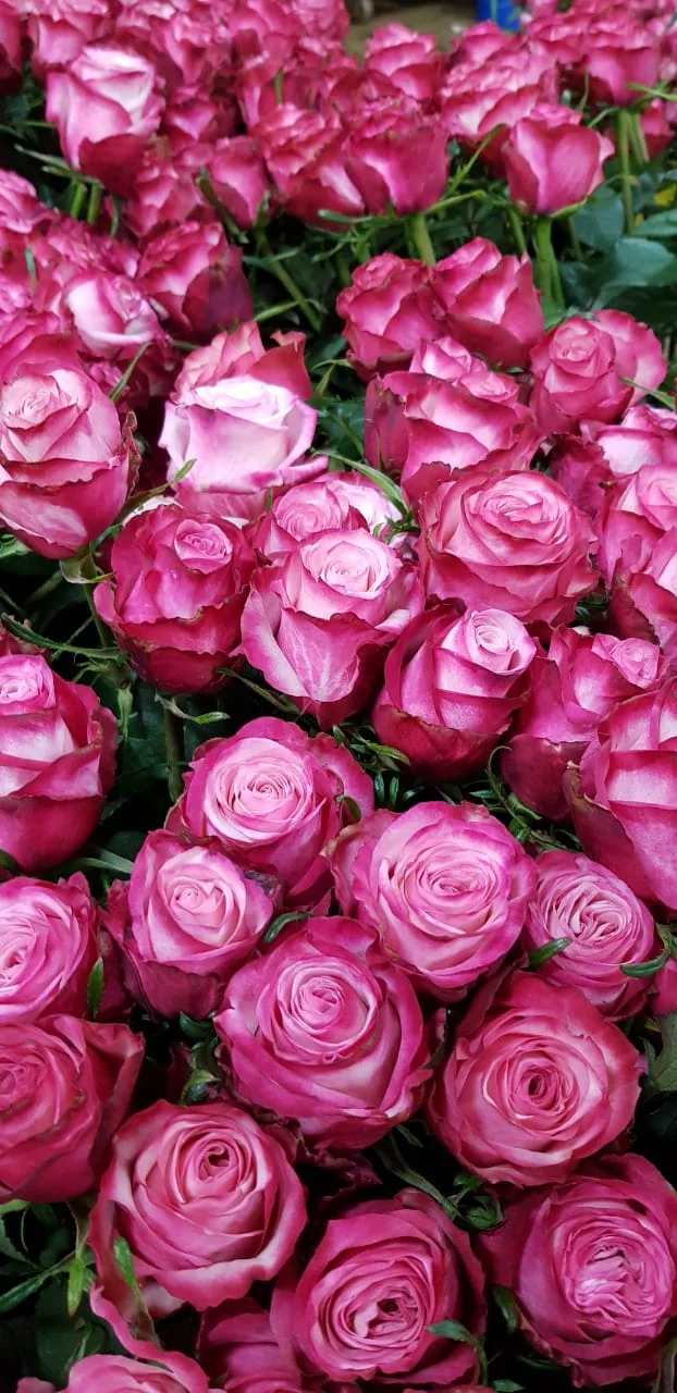 Floriculture — Kisima Farm Limited