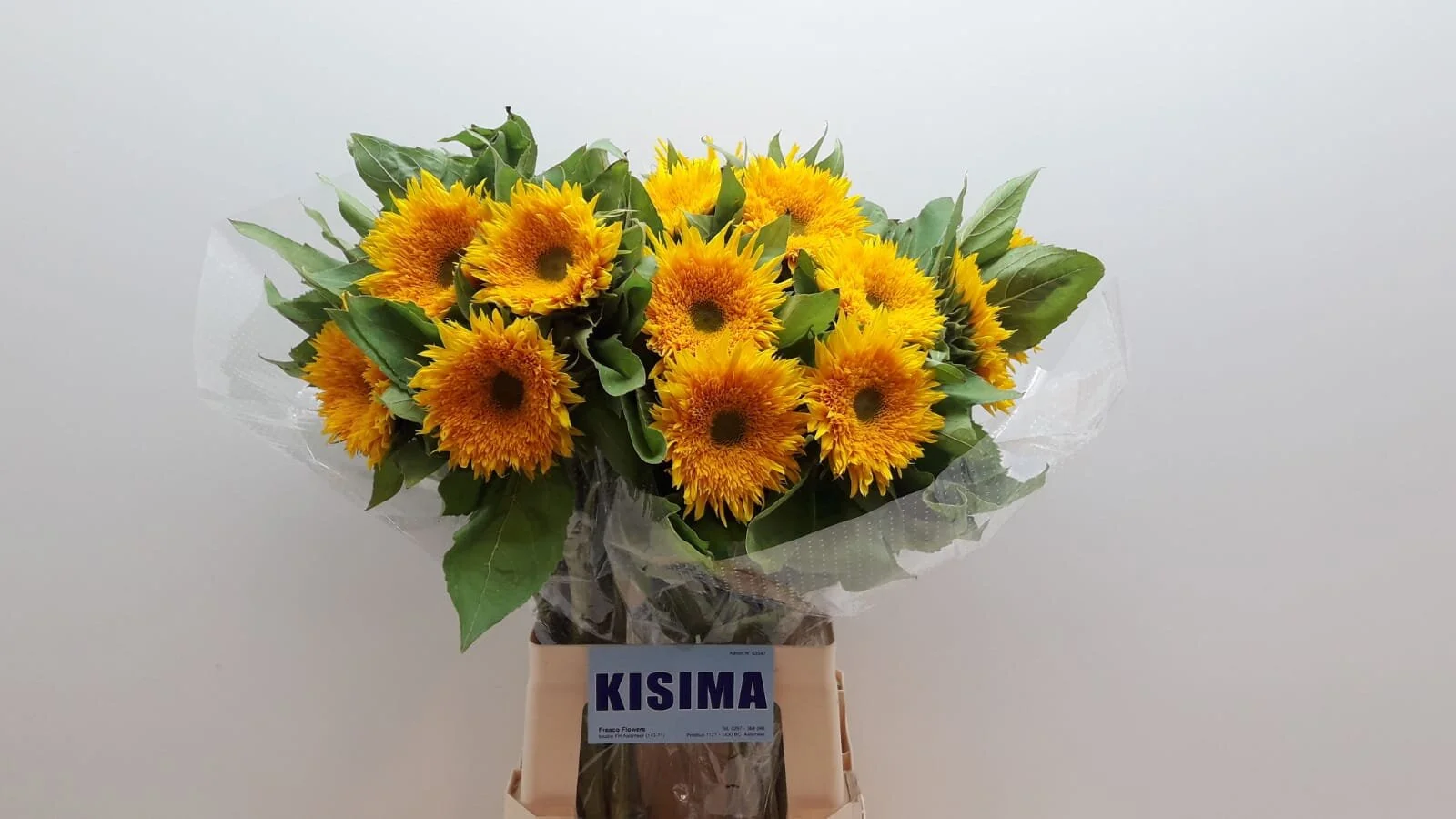 Floriculture — Kisima Farm Limited