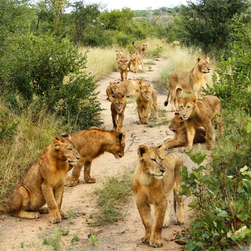 Ulusaba : Trip of a Lifetime — travali lux